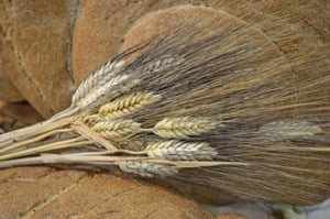 What’s Wrong with Our Wheat? | Terroir Seeds