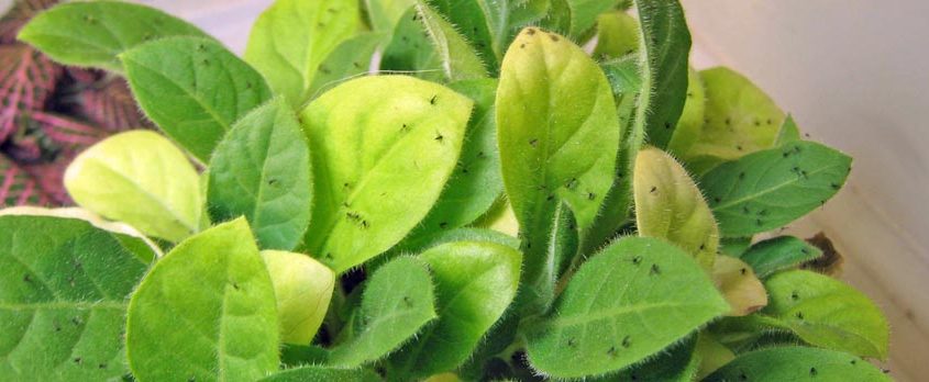 Pest Weed and Disease Management - Underwood Gardens