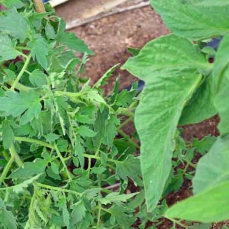 World Famous San Marzano Tomatoes | Terroir Seeds