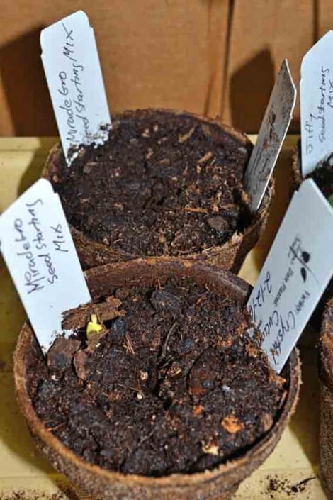 Seed Germination Observations | Terroir Seeds