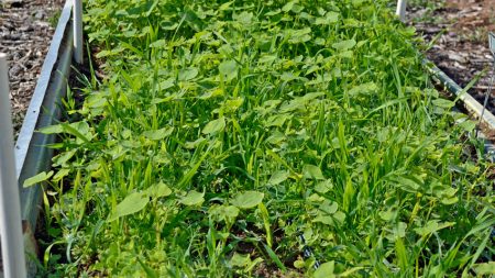 Gardening Advice | Terroir Seeds