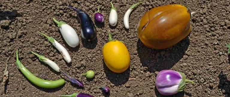 Growing Great Eggplant - What You Need to Know | Terroir Seeds